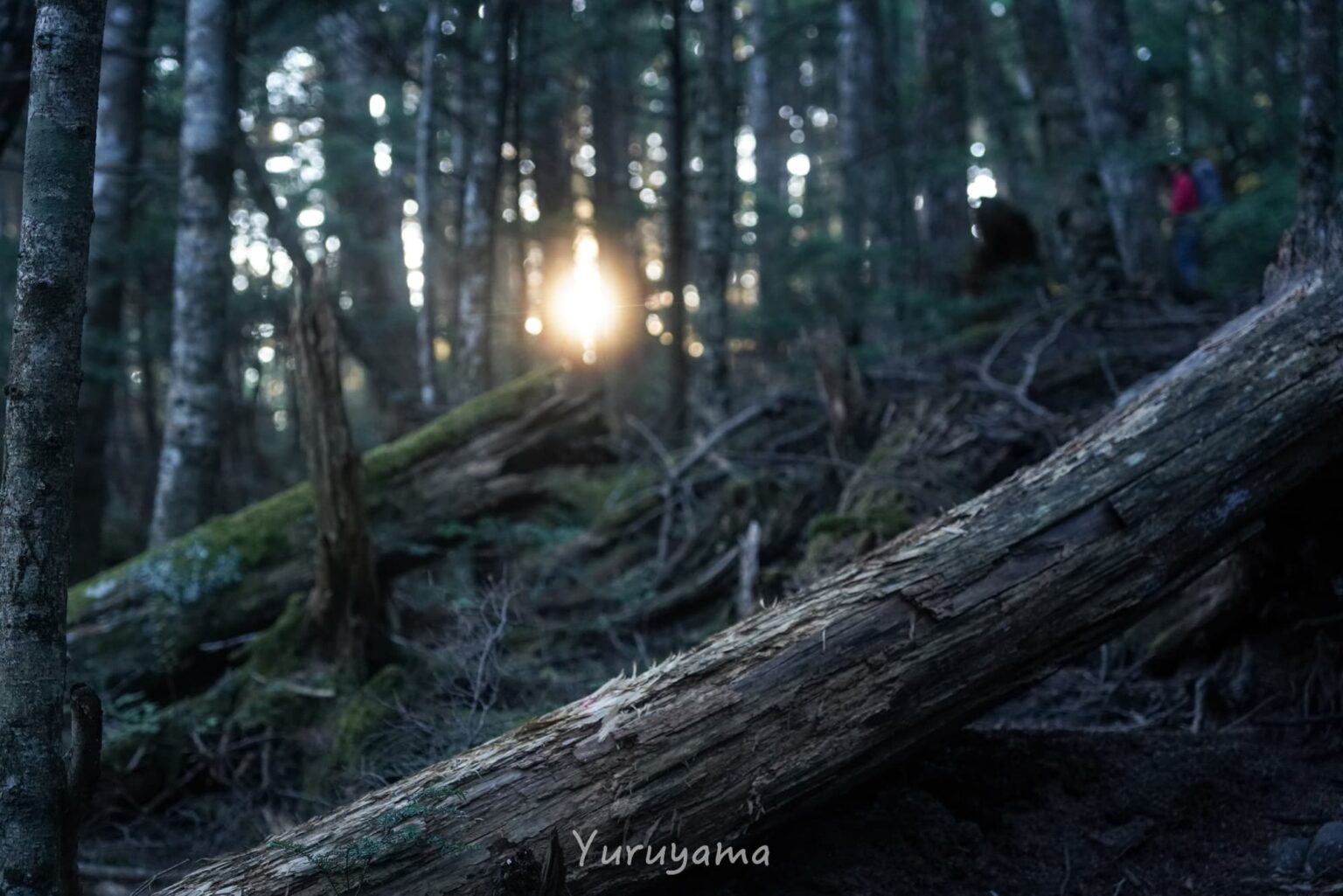 エモい写真が撮影できるソフトフィルター。ブラックミストNo.05について | yuruyama