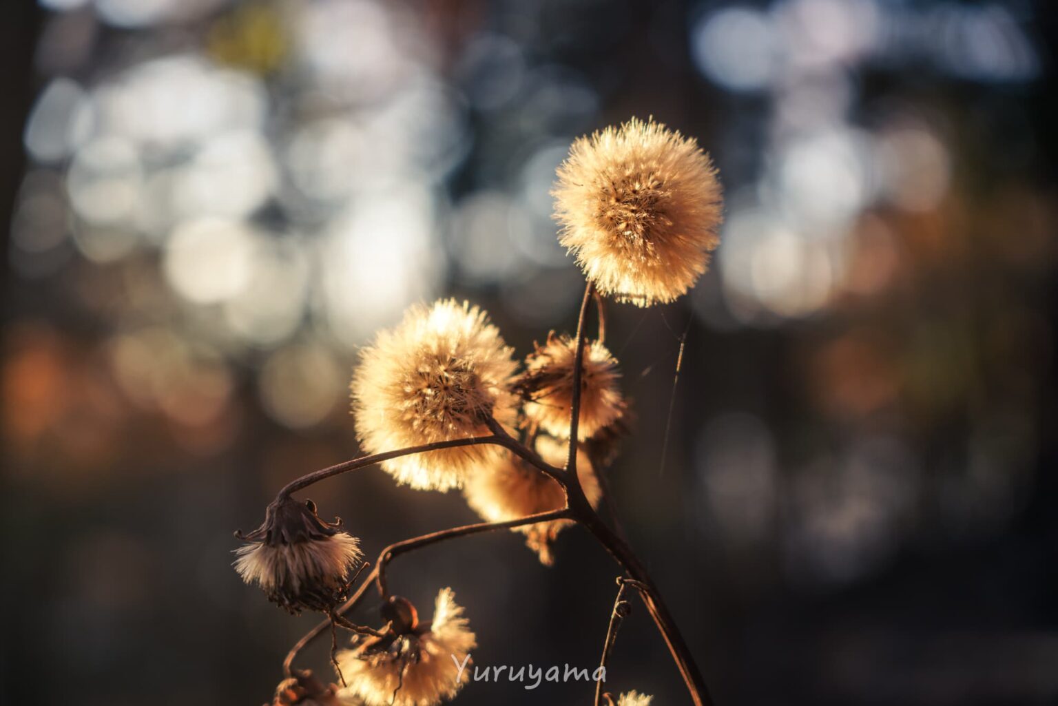 エモい写真が撮影できるソフトフィルター。ブラックミストNo.05について | yuruyama