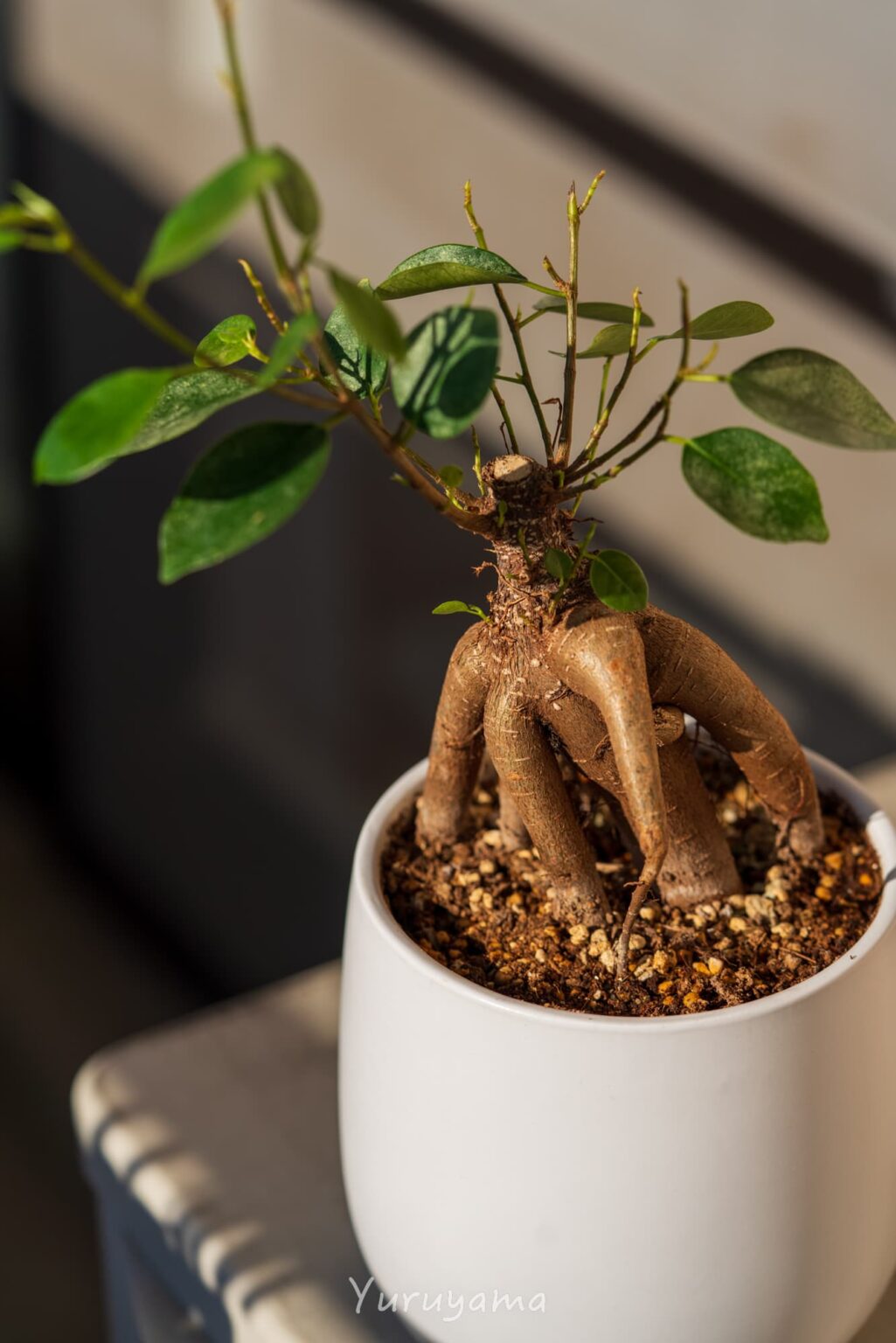 ガジュマルのみっともない徒長枝と、ハダニ対策のための丸坊主の結果 | yuruyama