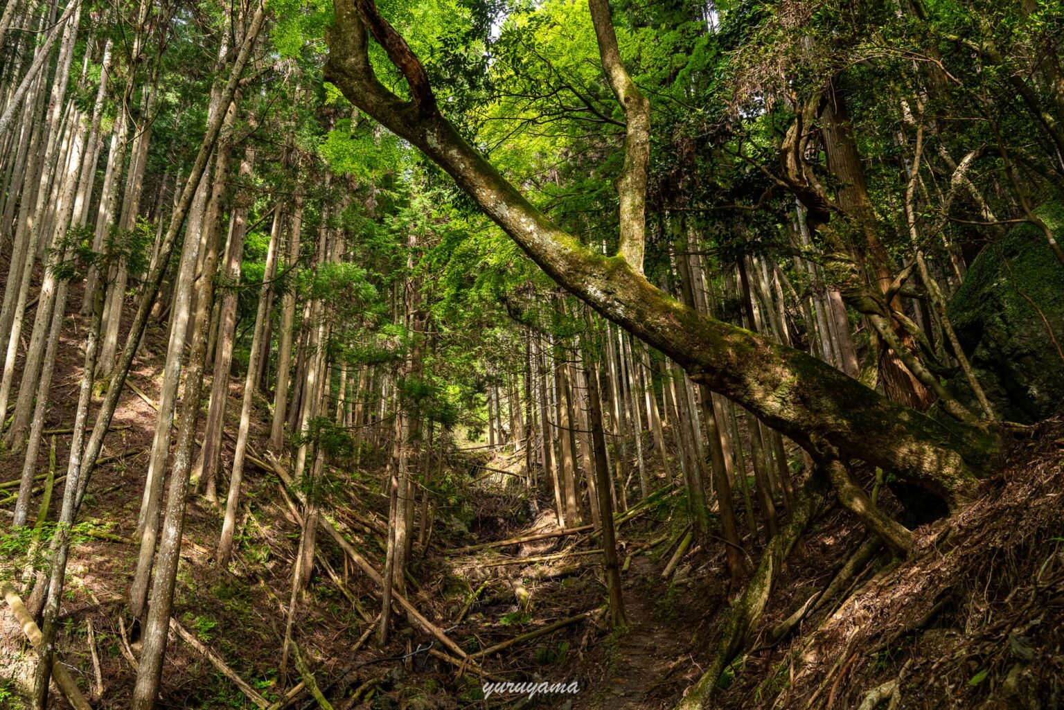 新緑が目に嬉しい京都一周トレイル-北山西部編- | yuruyama
