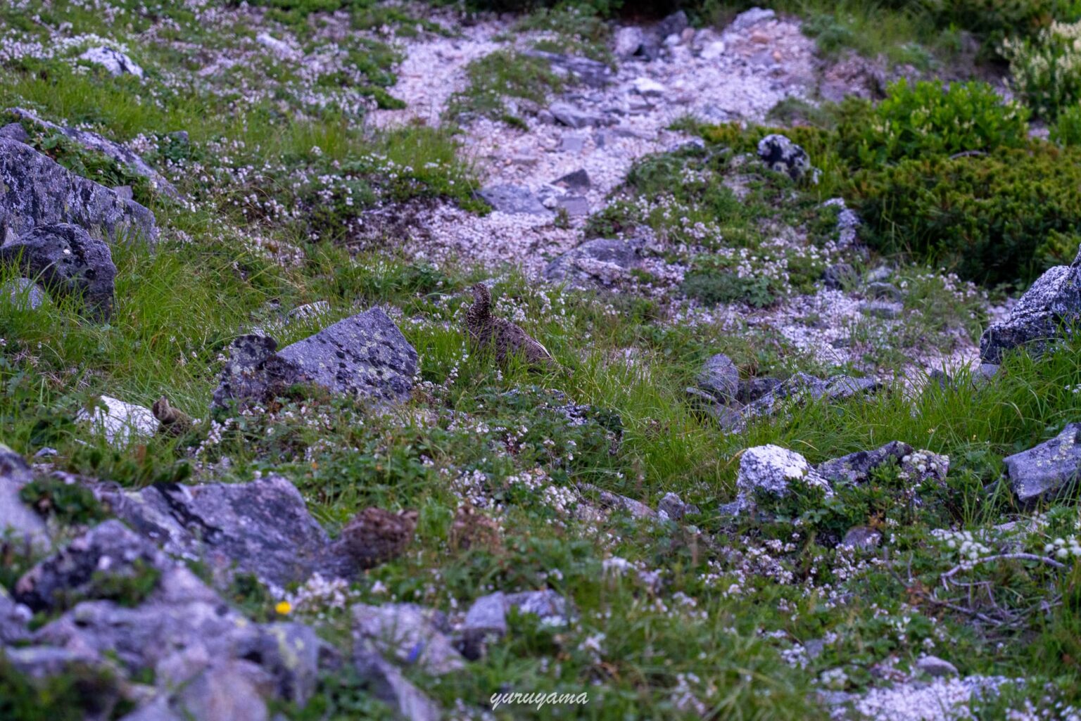 真夏のパノラマ銀座縦走！2泊3日のテント泊記録 2・3日目 | yuruyama